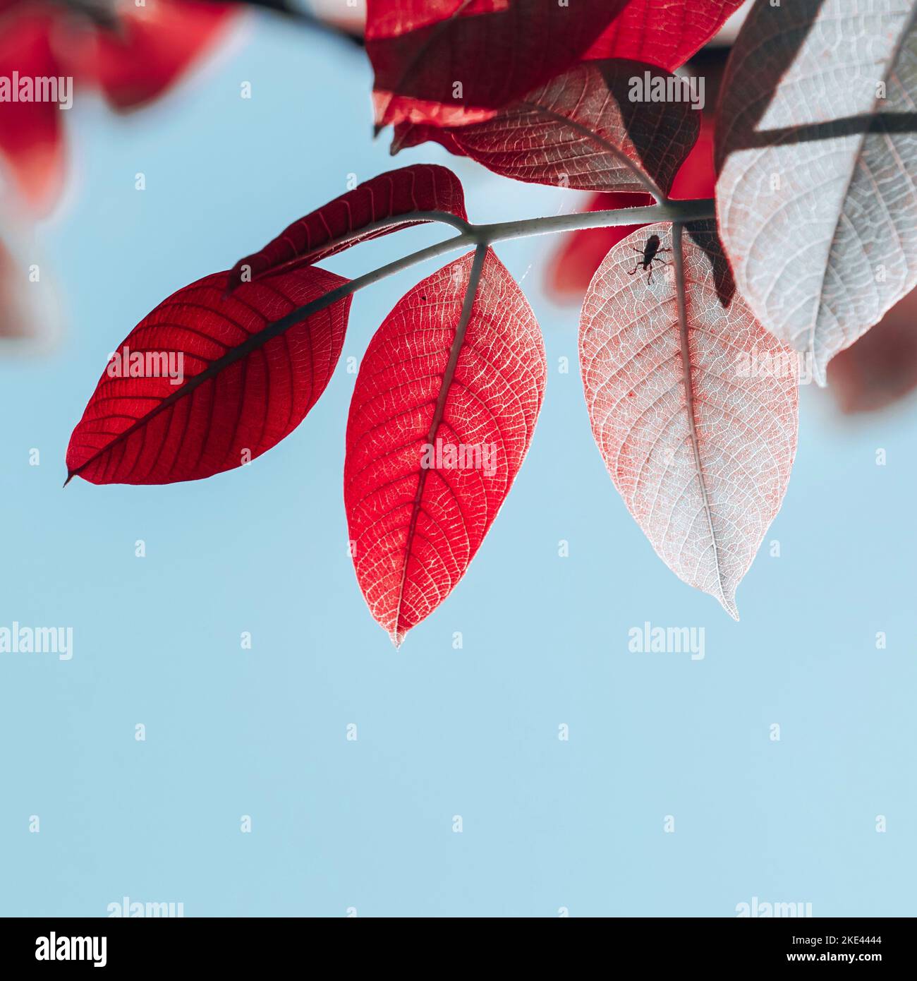 red tree leaves in autumn season Stock Photo - Alamy