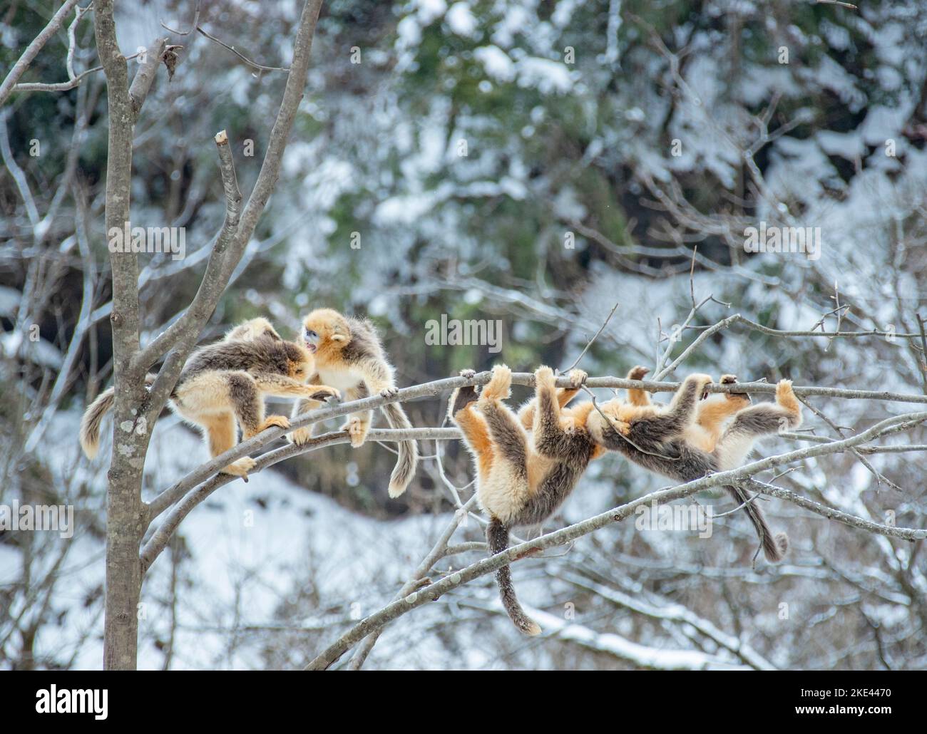 The wild Sichuan snub-nosed monkeys are looking for food, playing and ...