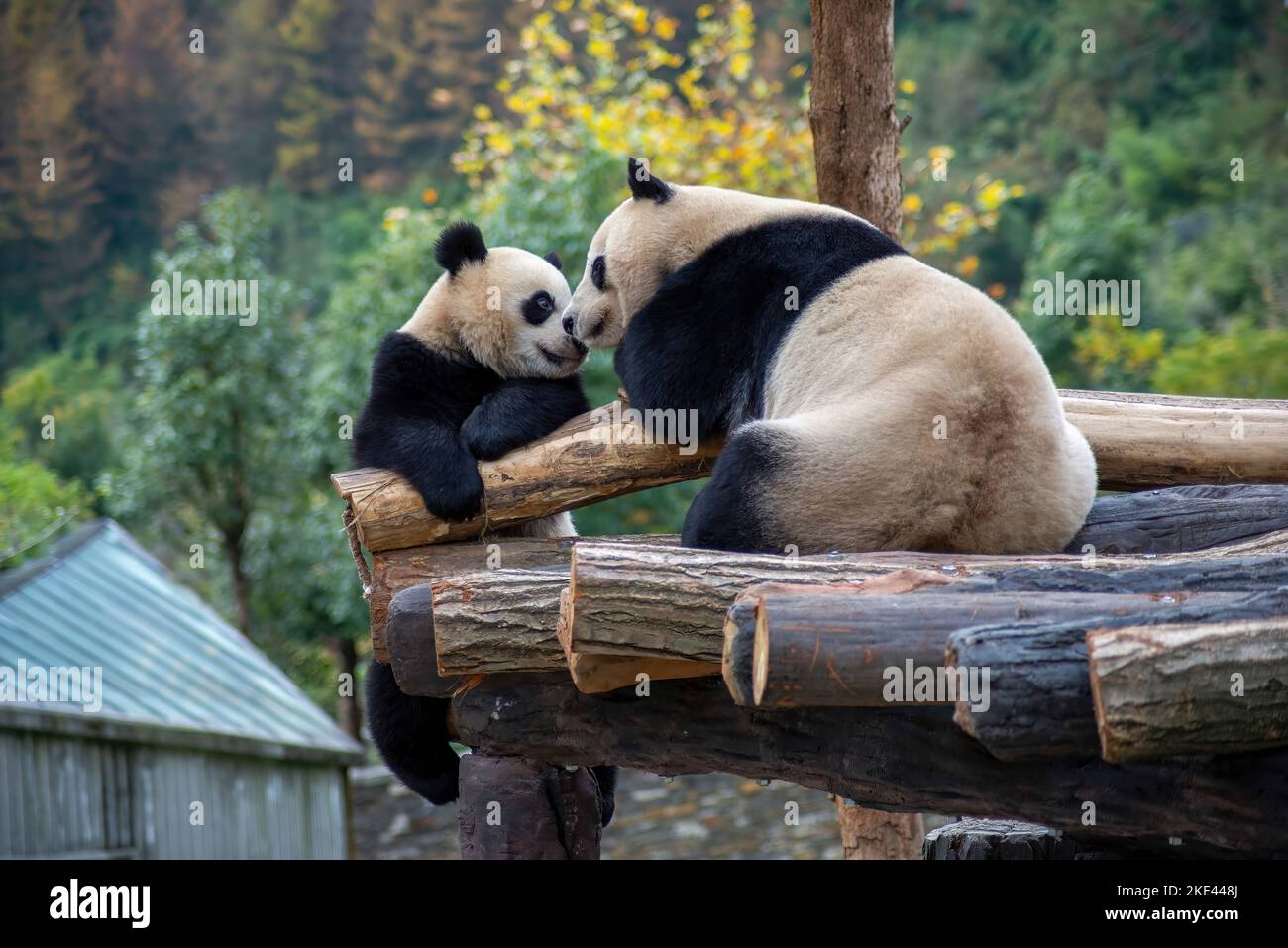 Giant pandas from the China Giant Panda Protection and Research Center ...