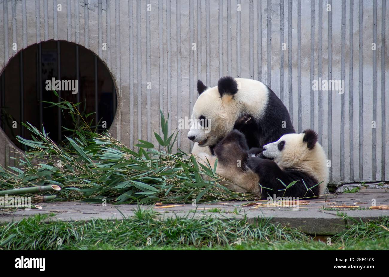 Giant pandas from the China Giant Panda Protection and Research Center ...