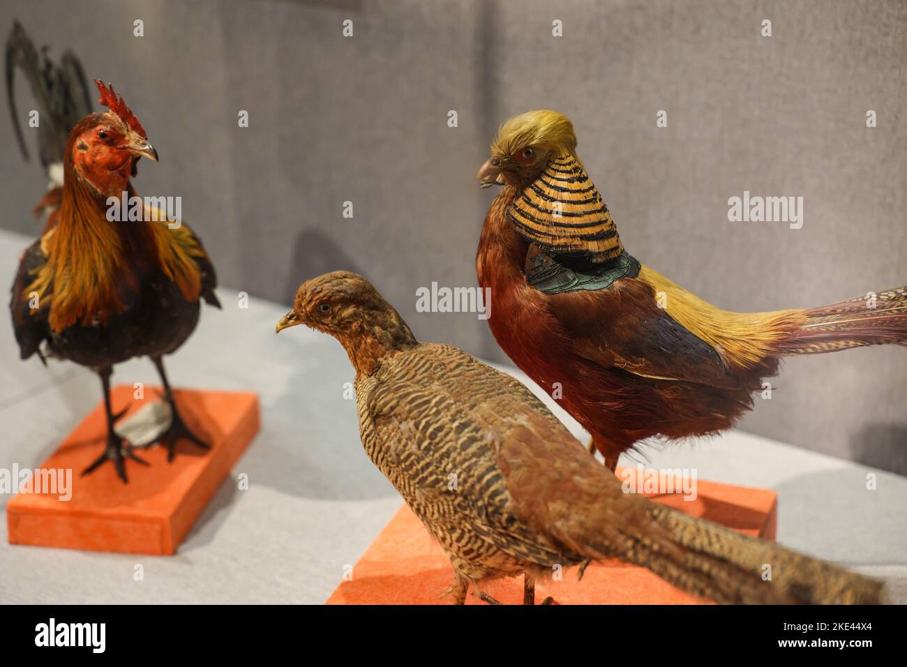 Over 300 auspiciousness-implied designs, natural specimens and ...