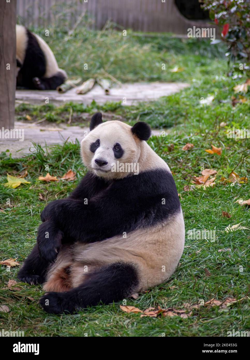 Giant pandas from the China Giant Panda Protection and Research Center ...