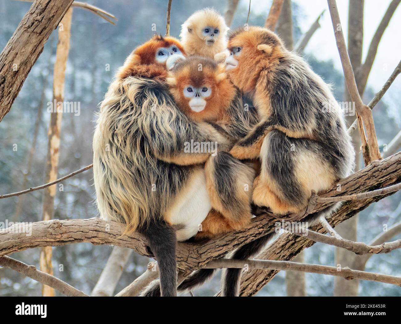 The wild Sichuan snub-nosed monkeys are looking for food, playing and ...