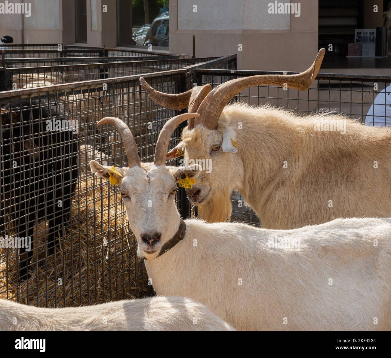 Mallorca goats hi-res stock photography and images - Alamy