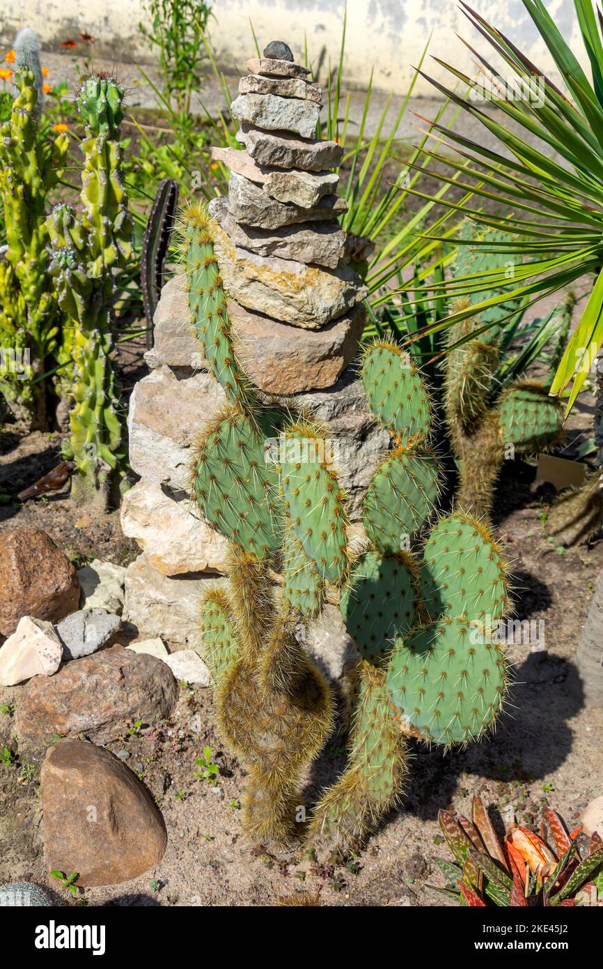 Cactus and succulents and other plants of arid climate in a well ...