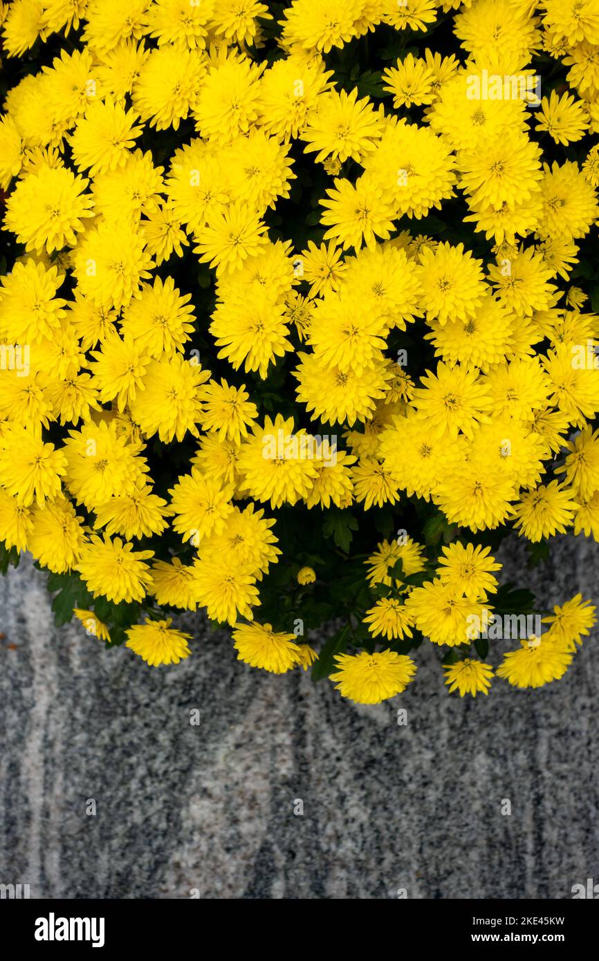 A bouquet of yellow, tiny chrysanthemums. The photo was taken under ...