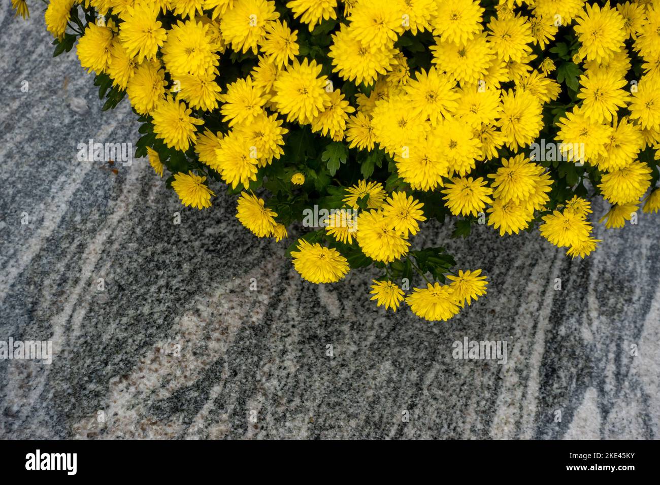 A bouquet of yellow, tiny chrysanthemums. The photo was taken under ...