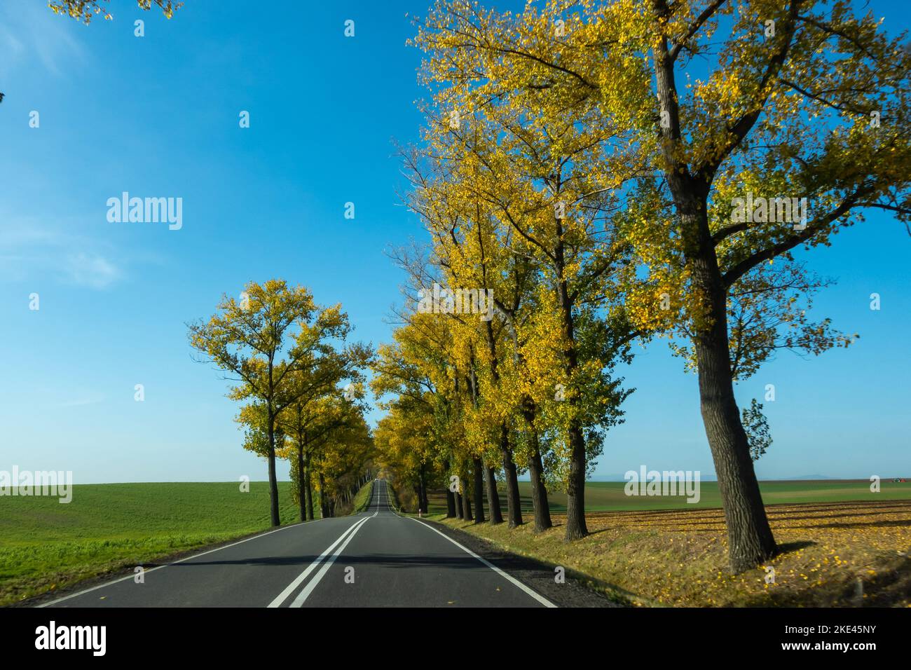 Beautiful road with autumn trees with golden leaves. Perfect blue sky ...