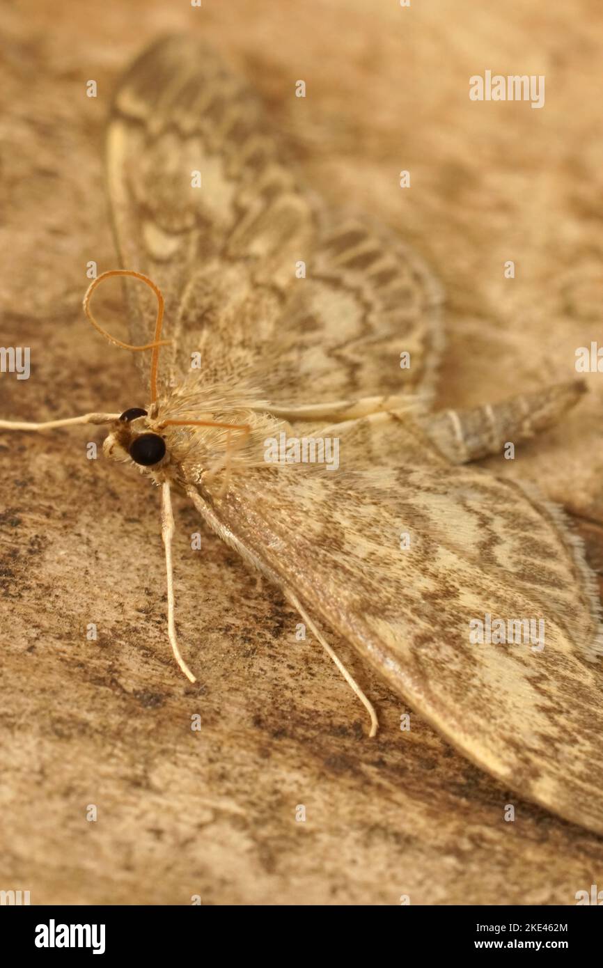 Anania lancealis hi-res stock photography and images - Alamy