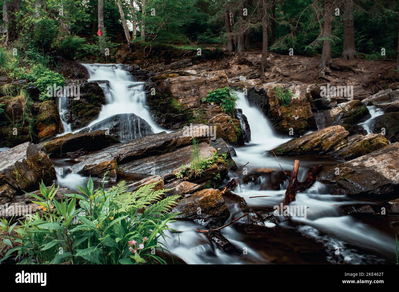 A cascade flowing through rocks and lush green vegetation in the forest ...