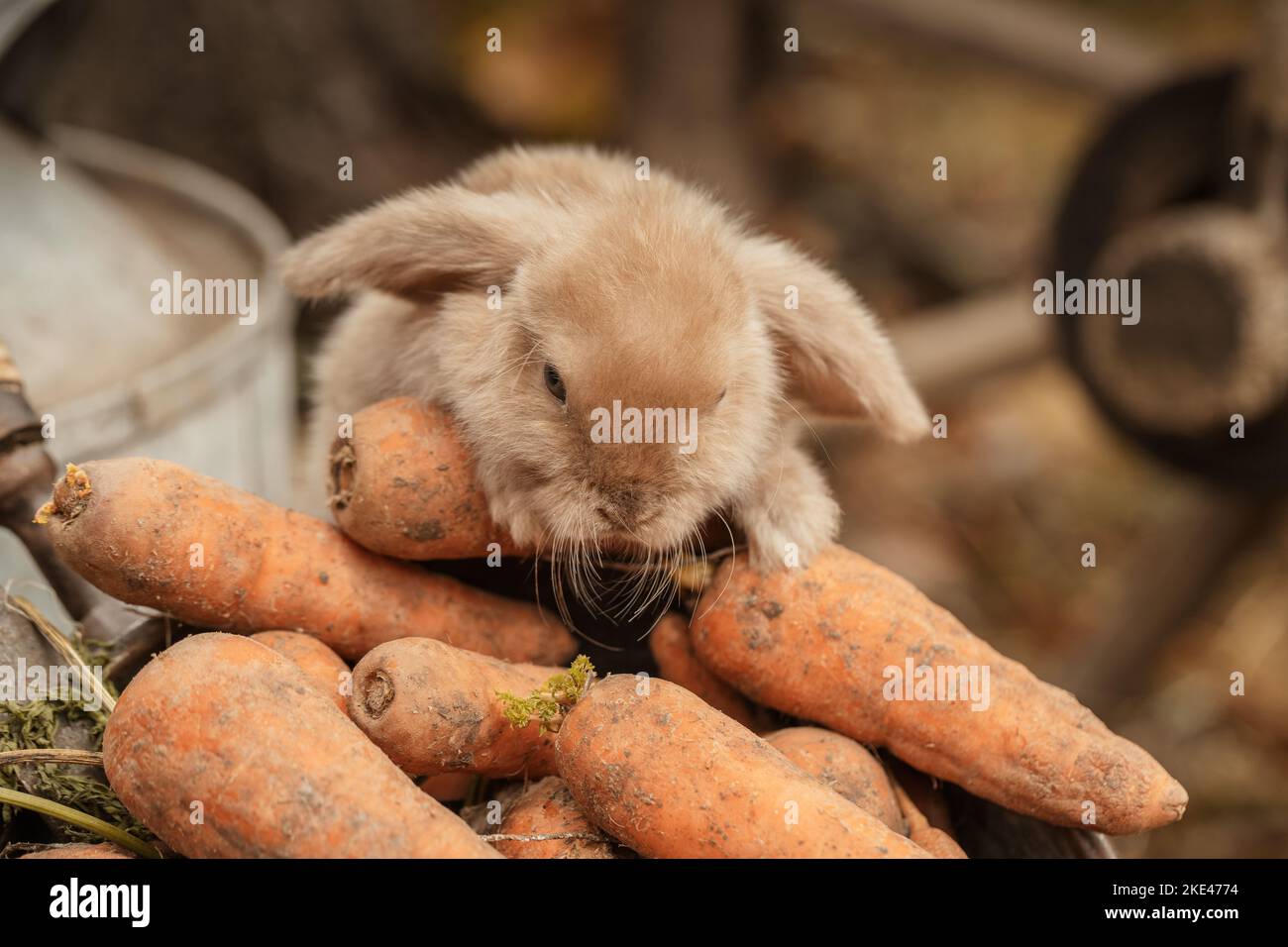 Rabbit carrot grass hi-res stock photography and images - Alamy