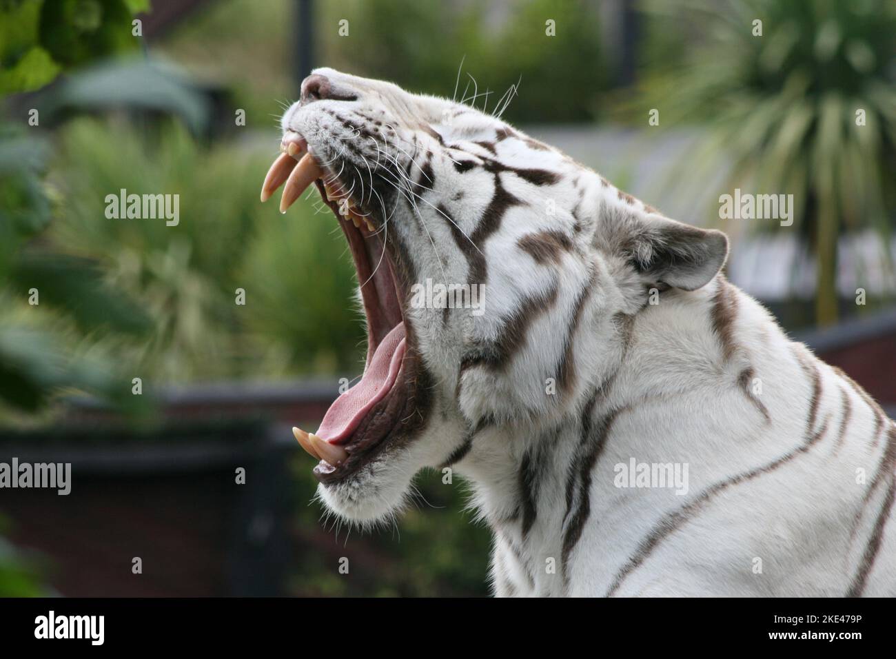 Open wide zoo hi-res stock photography and images - Alamy