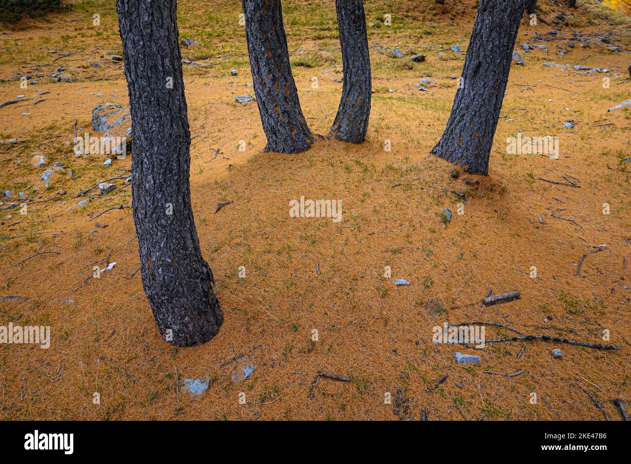 Tree trunks and fallen pine needles, The Pra-Premier, The Queryas ...