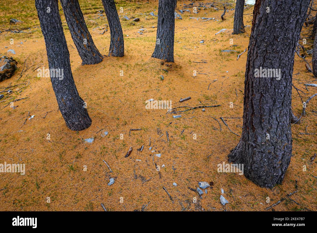 Tree trunks and fallen pine needles, The Pra-Premier, The Queryas ...