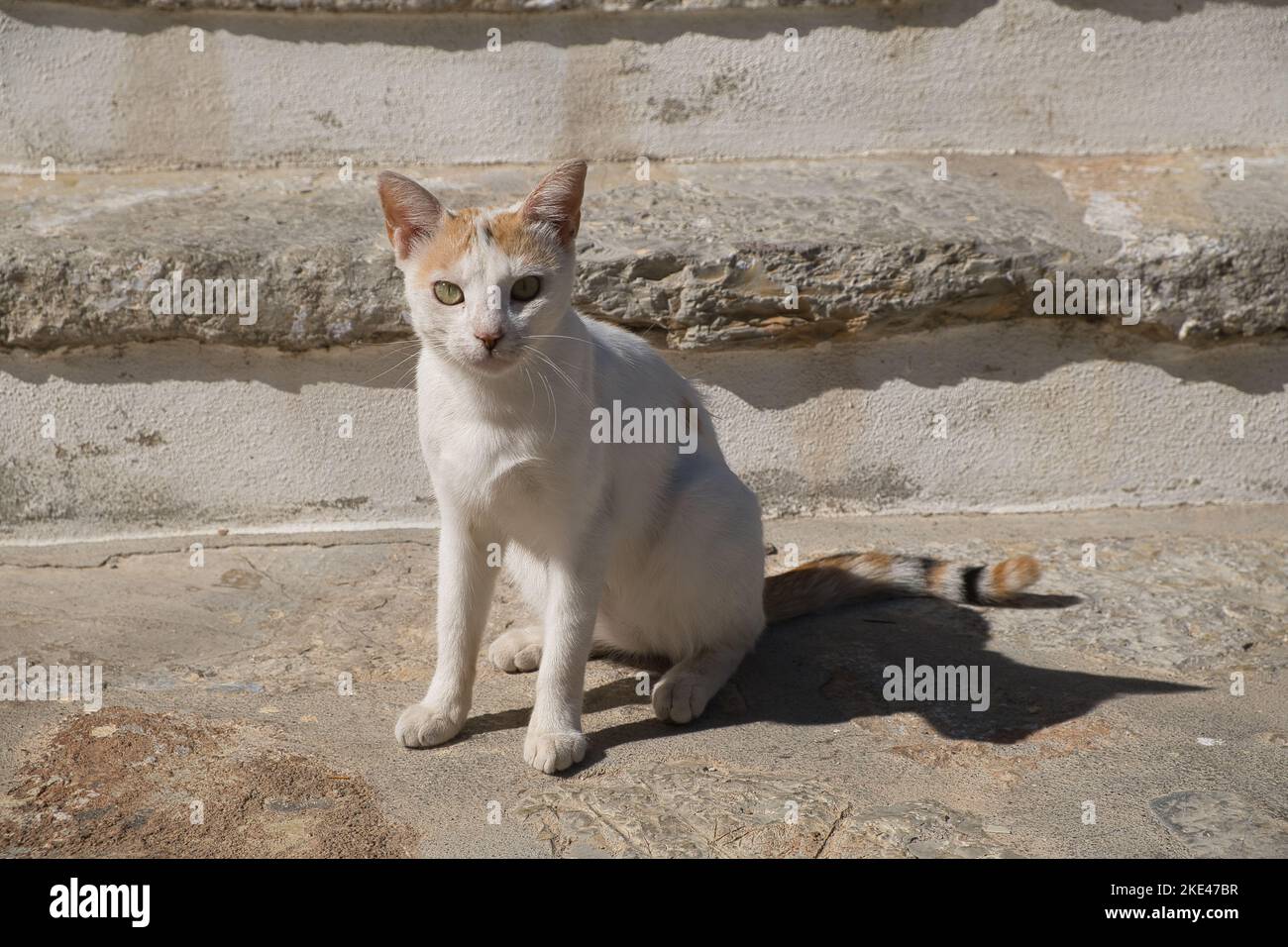 Arabian mau kitten hi-res stock photography and images - Alamy