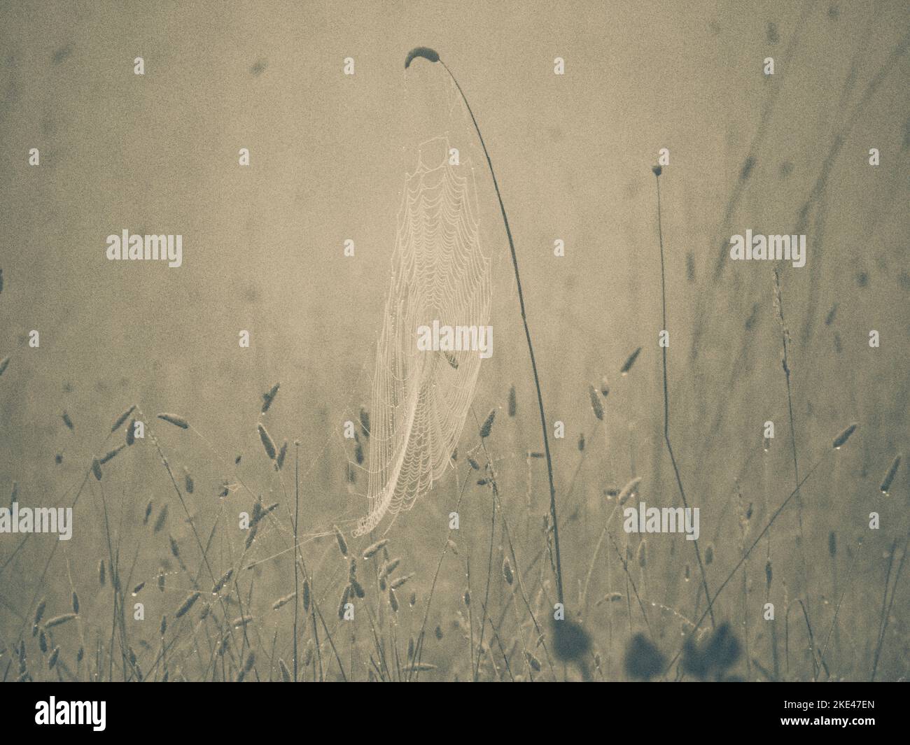 A grayscale shot of a spider web on the meadow Stock Photo - Alamy