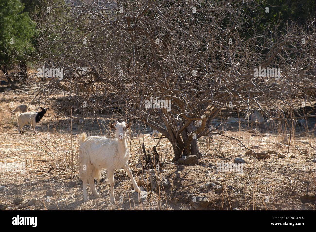 The goats in Pedi, Symi island, Greece looking around Stock Photo - Alamy