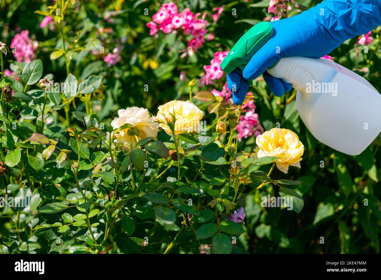 treatment in the garden of young shoots of roses from aphids ...