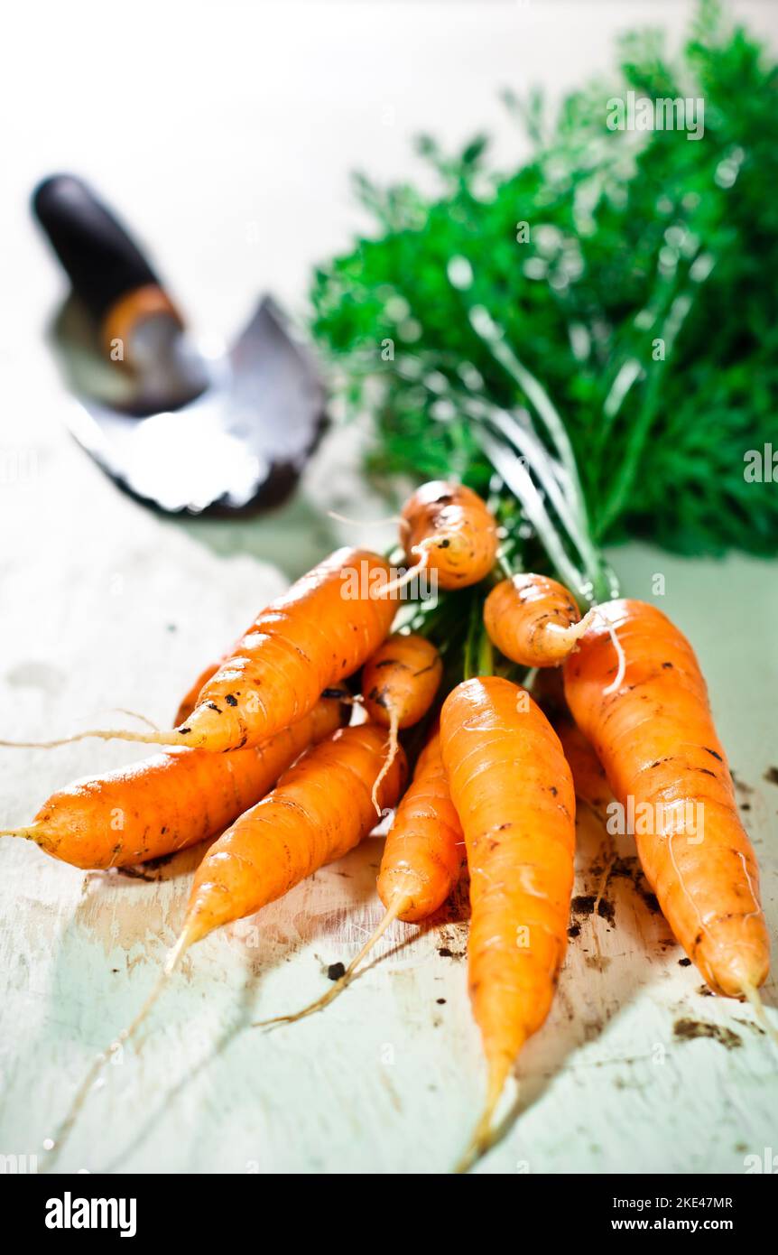 Freshly picked carrots from a home garden on a wood table Stock Photo ...