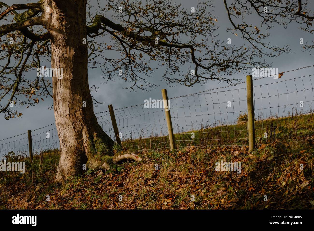 An autumn countryside landscape with a leafless tree by the metal fence ...
