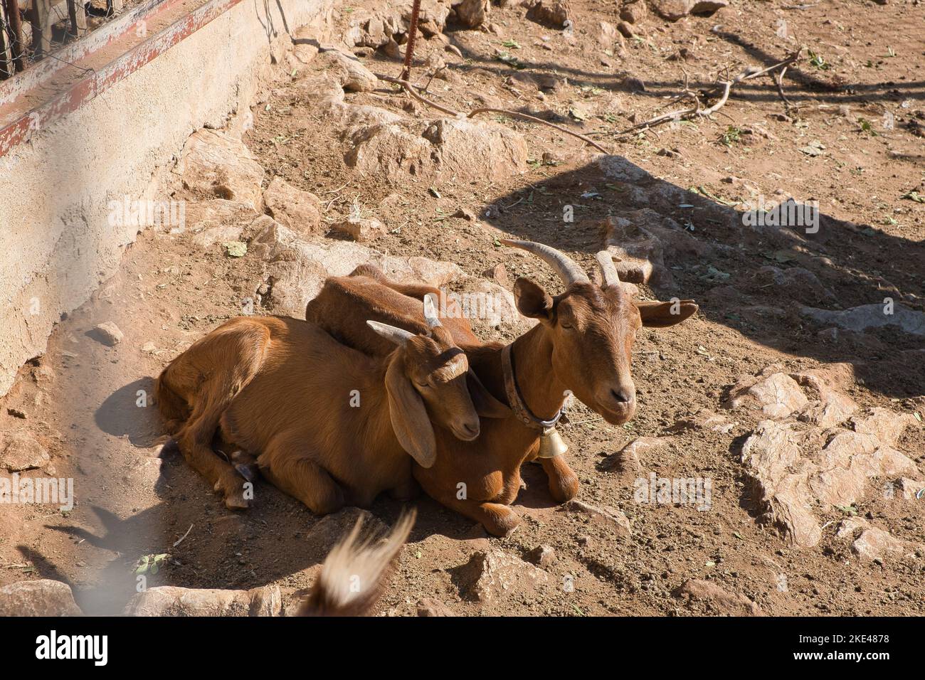 The goats lying on a ground on Symi island, Greece Stock Photo - Alamy
