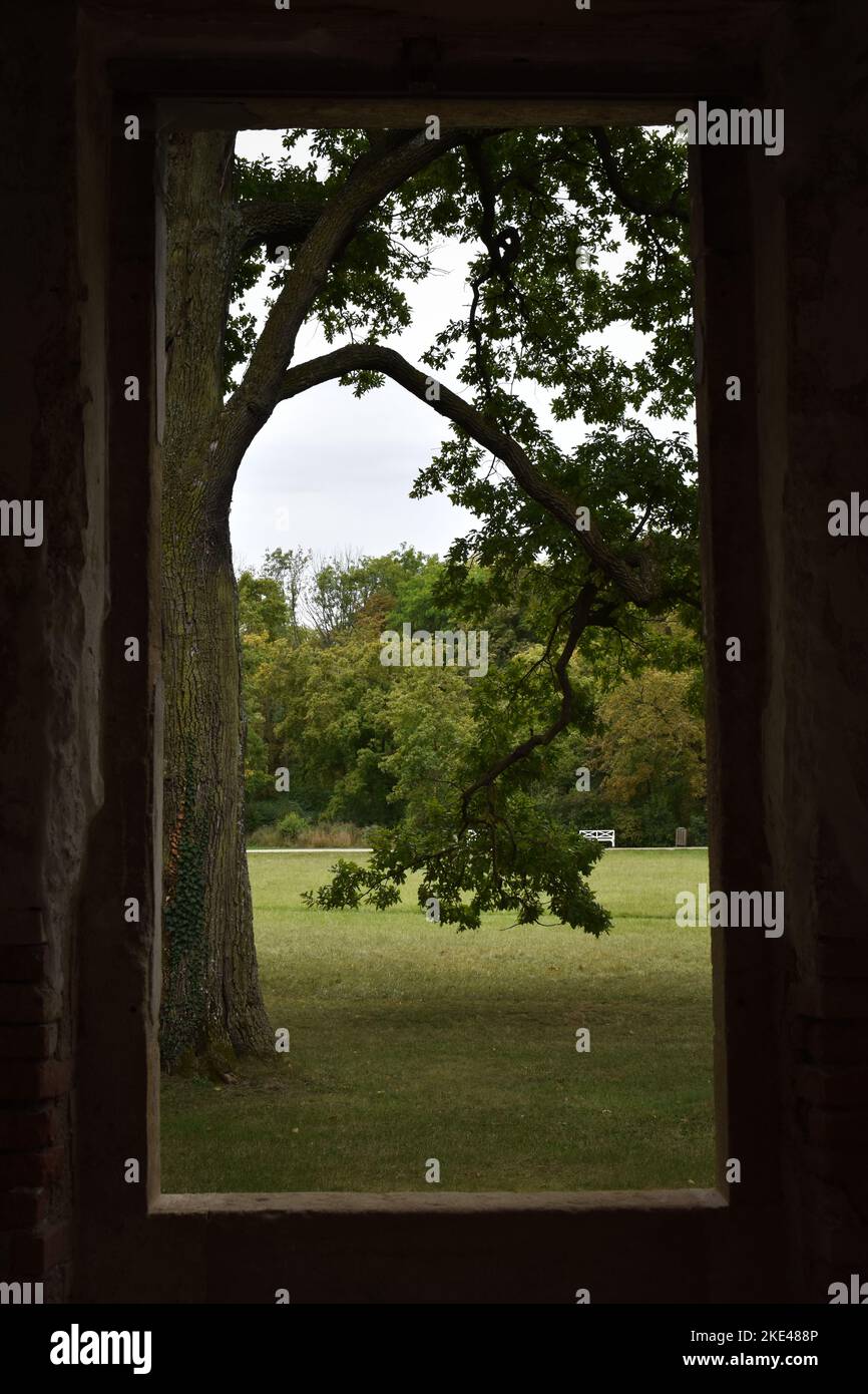 Old ruined windows overlooking trees Stock Photo - Alamy