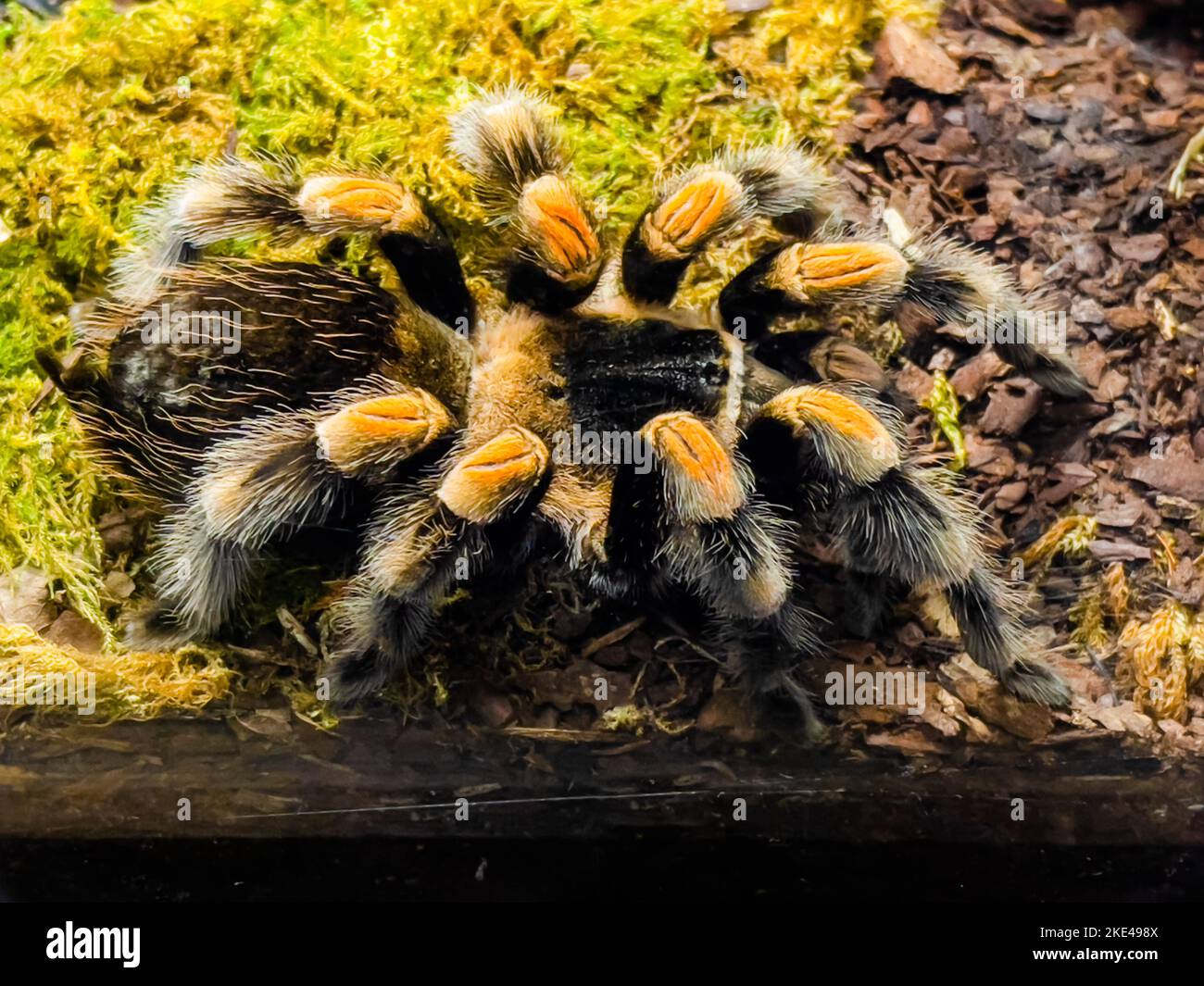 Brachypelma auratum (also called Mexican flame knee) is a tarantula ...