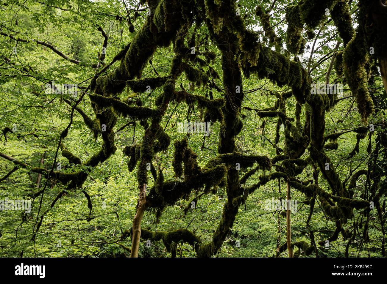 A closeup shot of tree branches covered with green plants in a forest ...