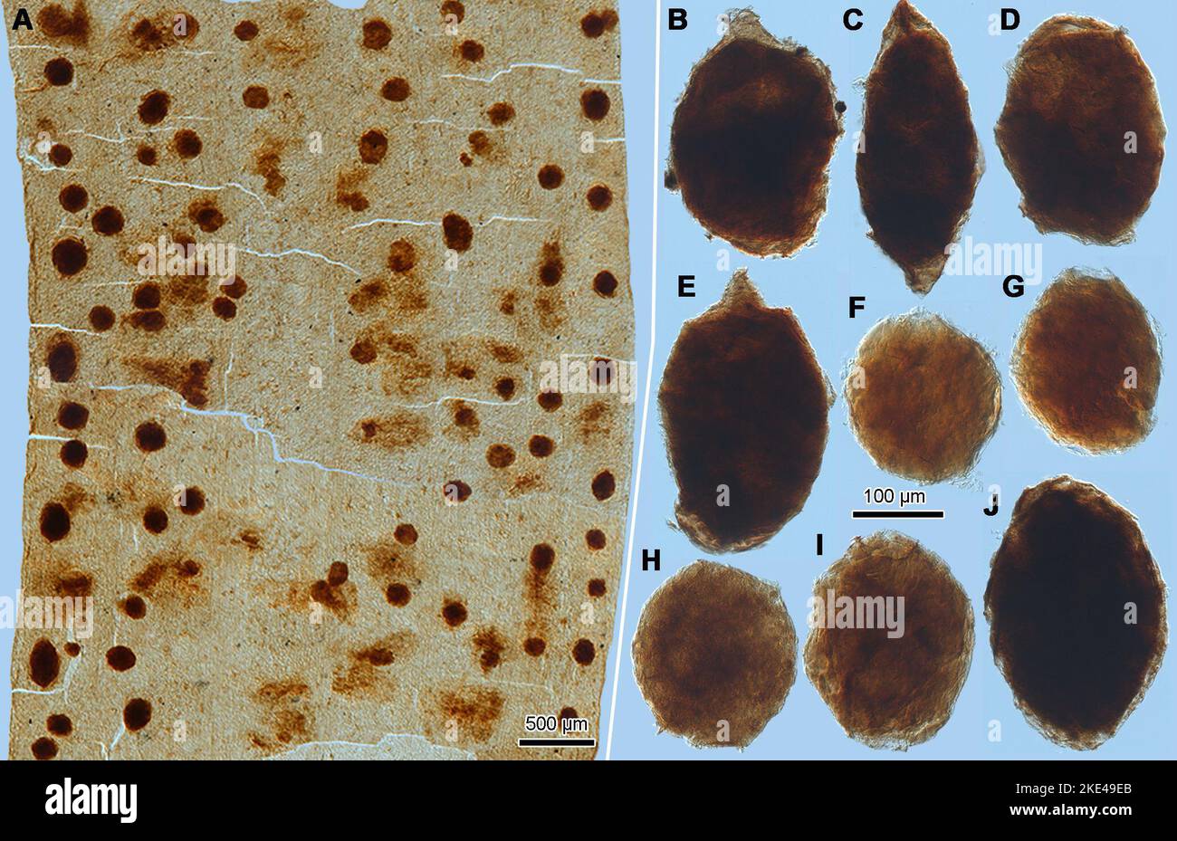 Kunming insects hi-res stock photography and images - Alamy