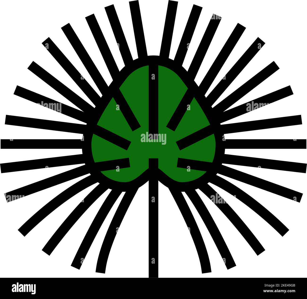 Chinese fan palm Stock Vector Images - Alamy