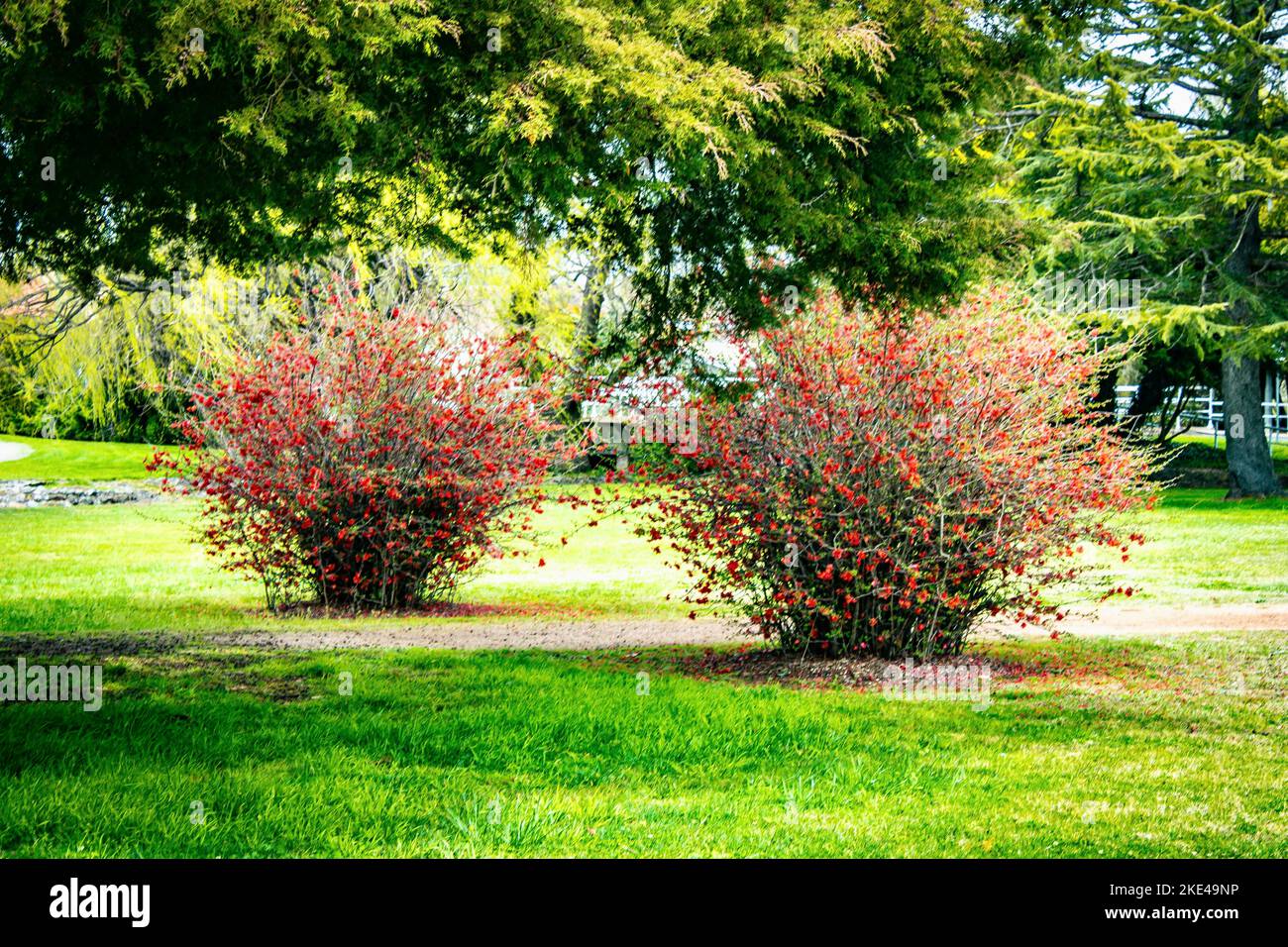 Beautiful Red Bushes in the Park at Glen Innes, New South Wales ...