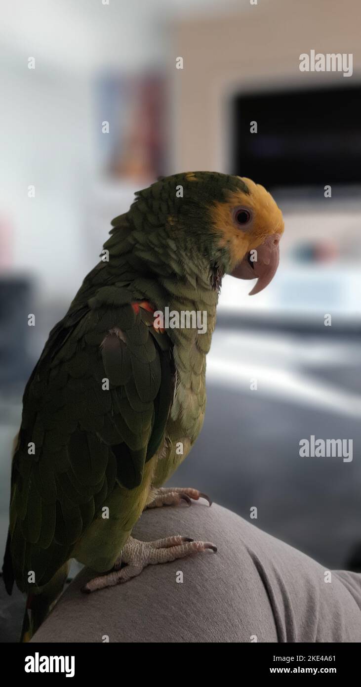 A vertical shot of a yellow-headed amazon parrot on the owner's knee. Amazona oratrix Stock ...