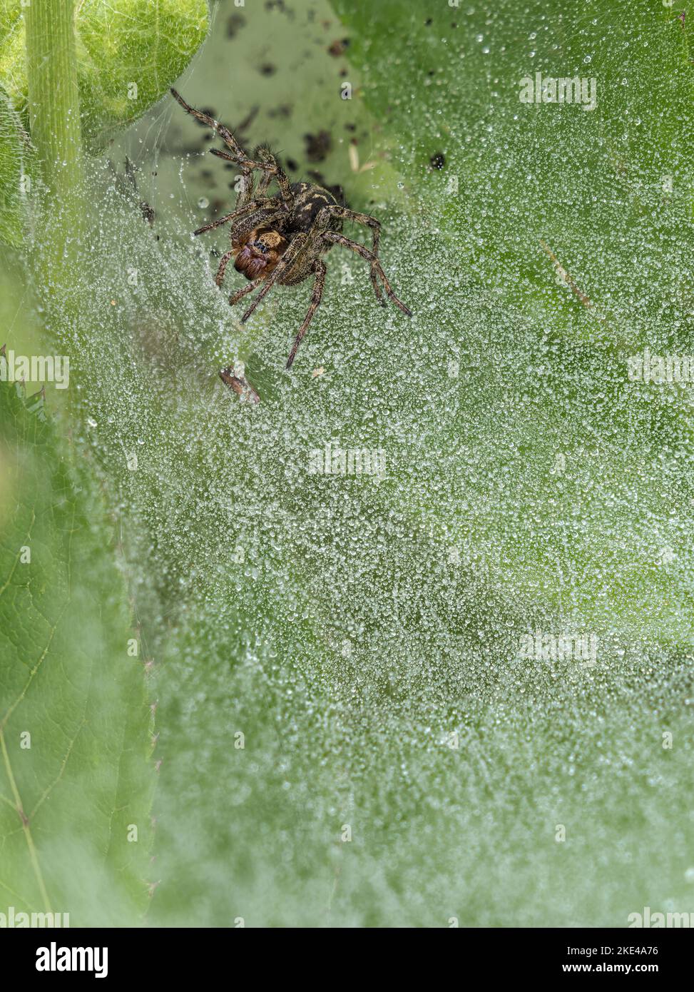 Labyrinth Spider, Agelena labyrinthica, adult on dew covered web ...