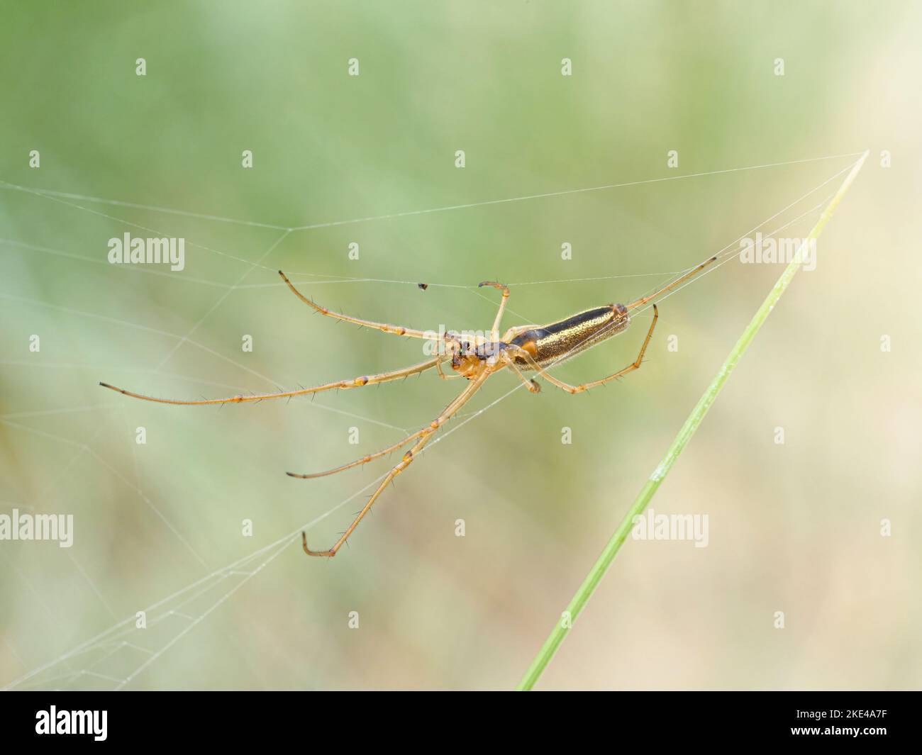 Long jawed Orb weaver Spider, Tetragnatha extensa, adult spider on it's ...