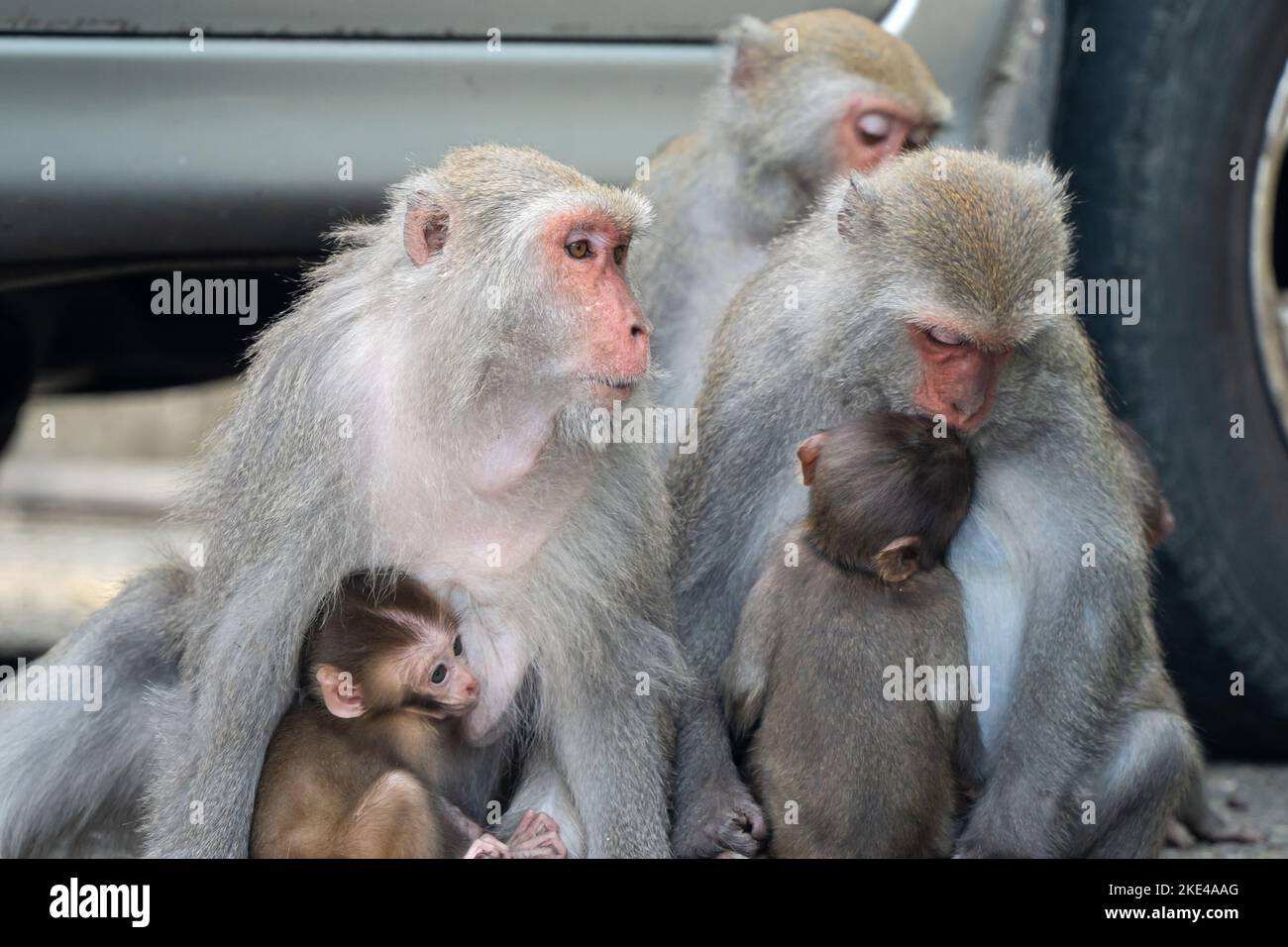 Wild Formosan macaque, Formosan rock monkey also named Taiwanese ...