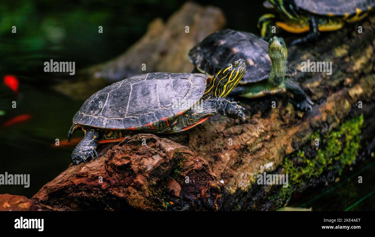 Turtles in a line hi-res stock photography and images - Alamy