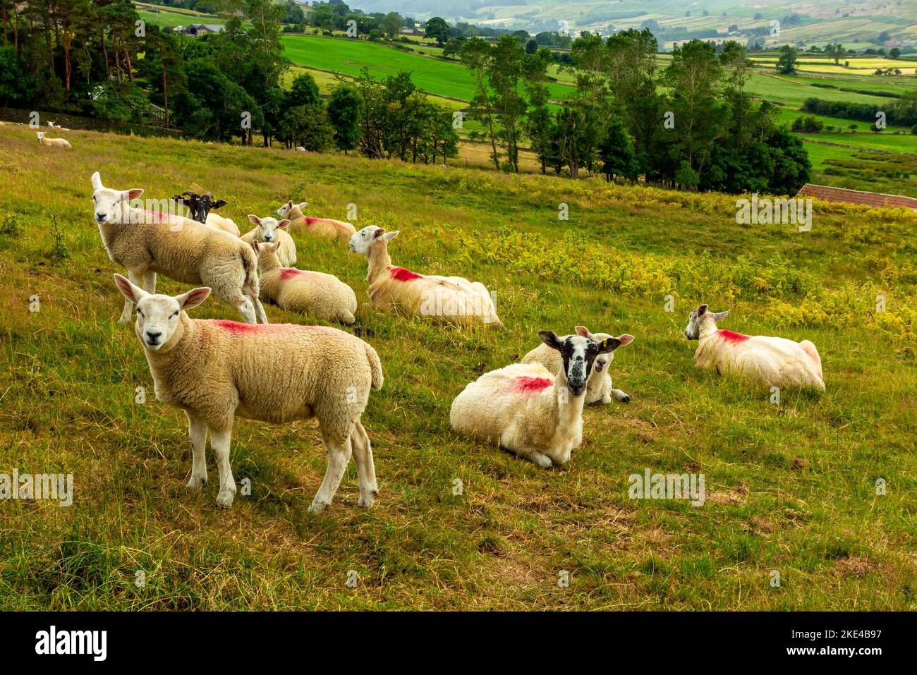 Uk grazing farm hi-res stock photography and images - Alamy