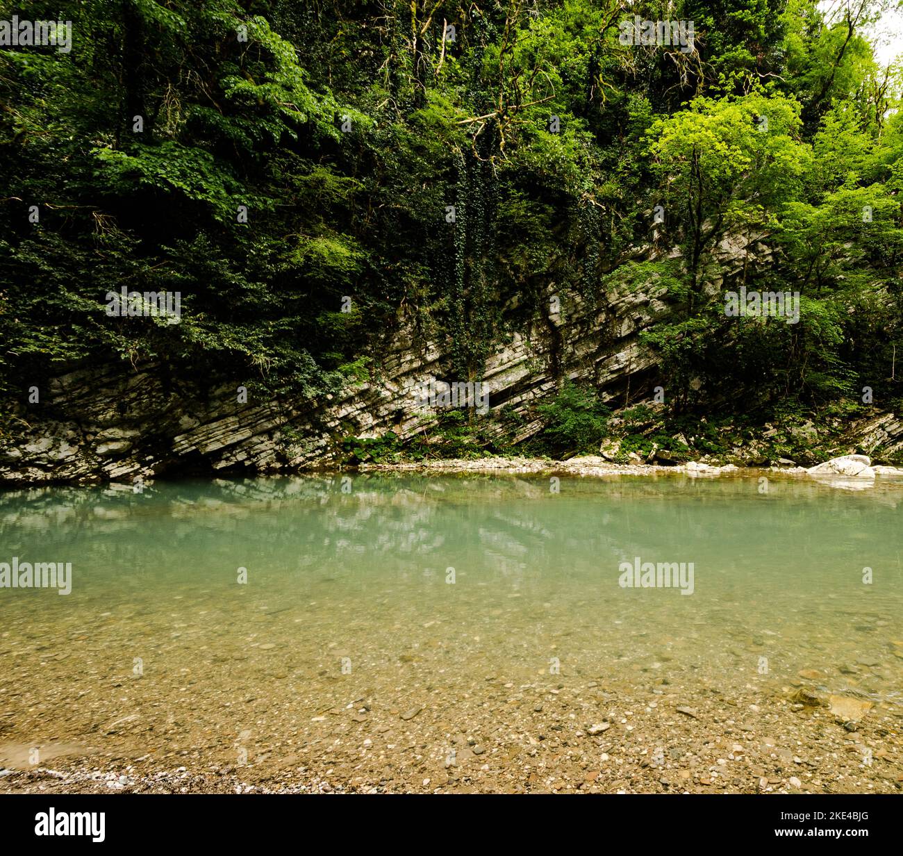 A coastal forest reflected in the clear water of the Khosta river in ...