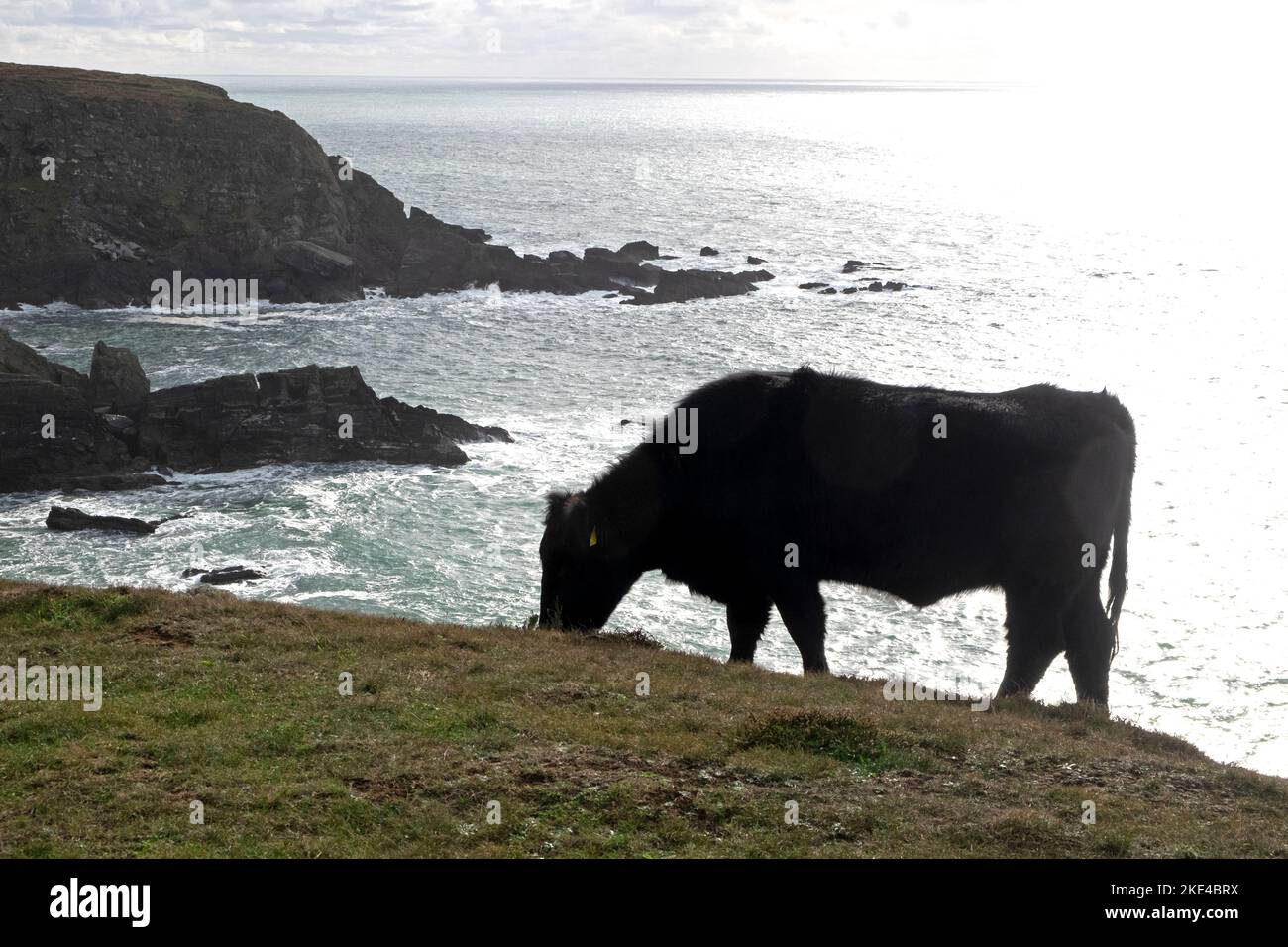 Welsh Black cow cattle grazing on the cliff edge with a view of the sea ...