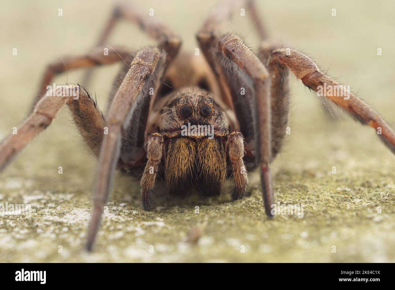 A macro focus shot of a hogna radiata spider standing on the ground ...