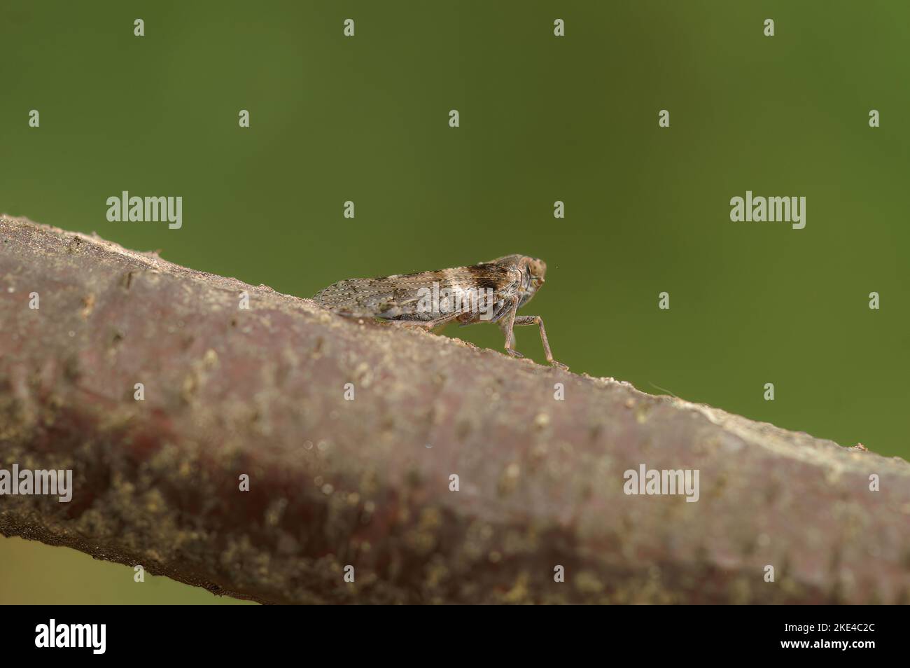 A cixius nervosus hemipteran insect sitting on a tree branch in the ...
