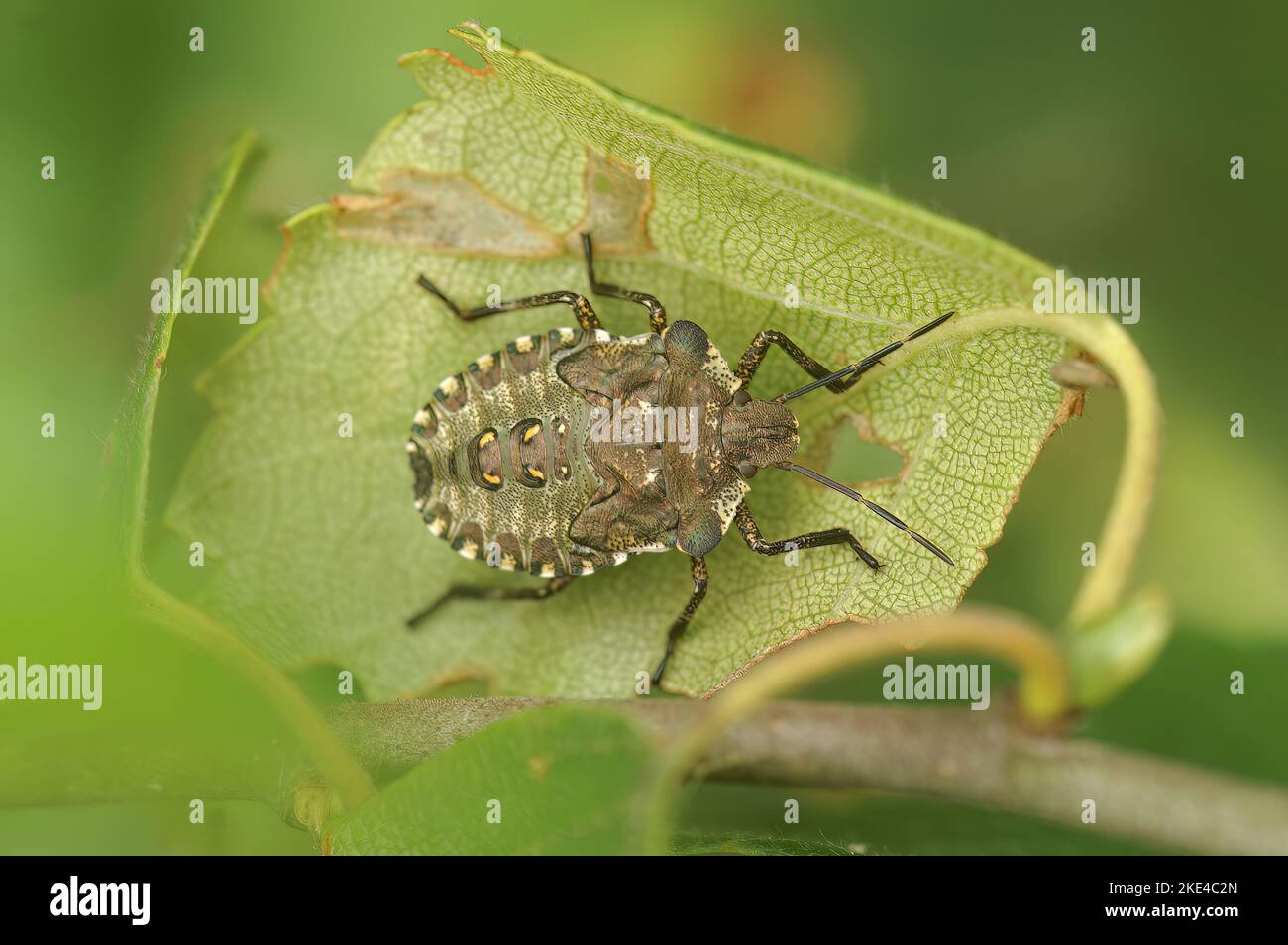 A shallow focus shot of a spiny shieldbug (Picromerus bidens) on green ...