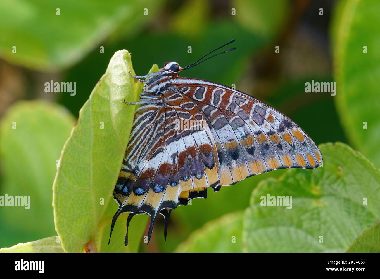 A two-tailed pasha butterfly (Charaxes jasius) clinging to a green ...