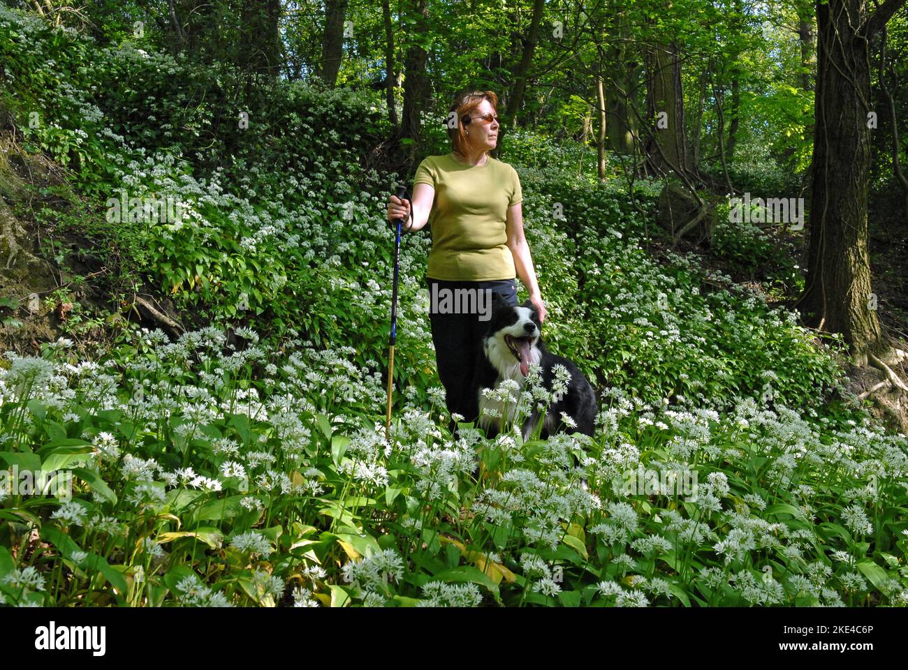Woman walking her dog through Wild Garlic in Shropshire woodland Stock ...