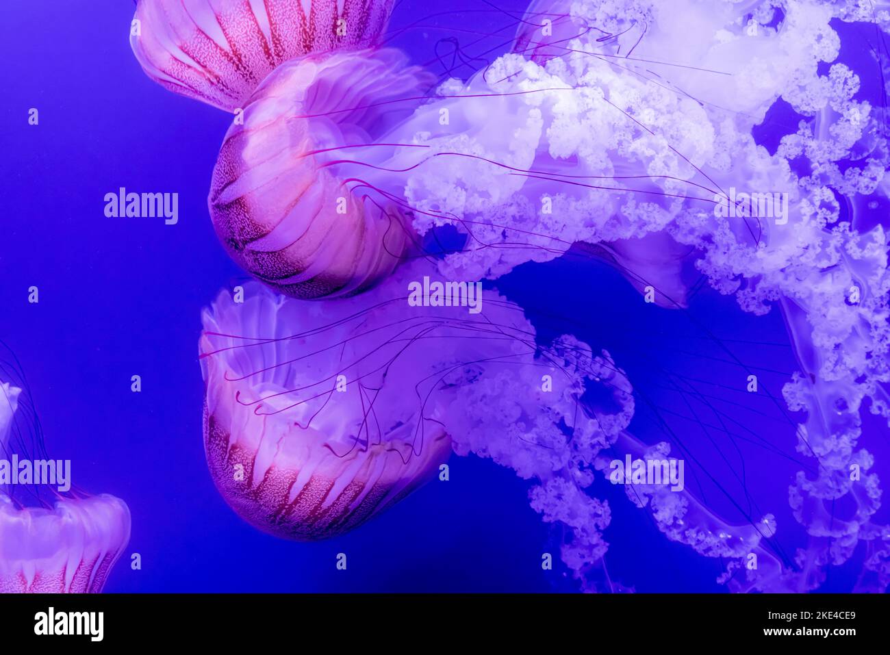 Chrysaora plocamia hi-res stock photography and images - Alamy
