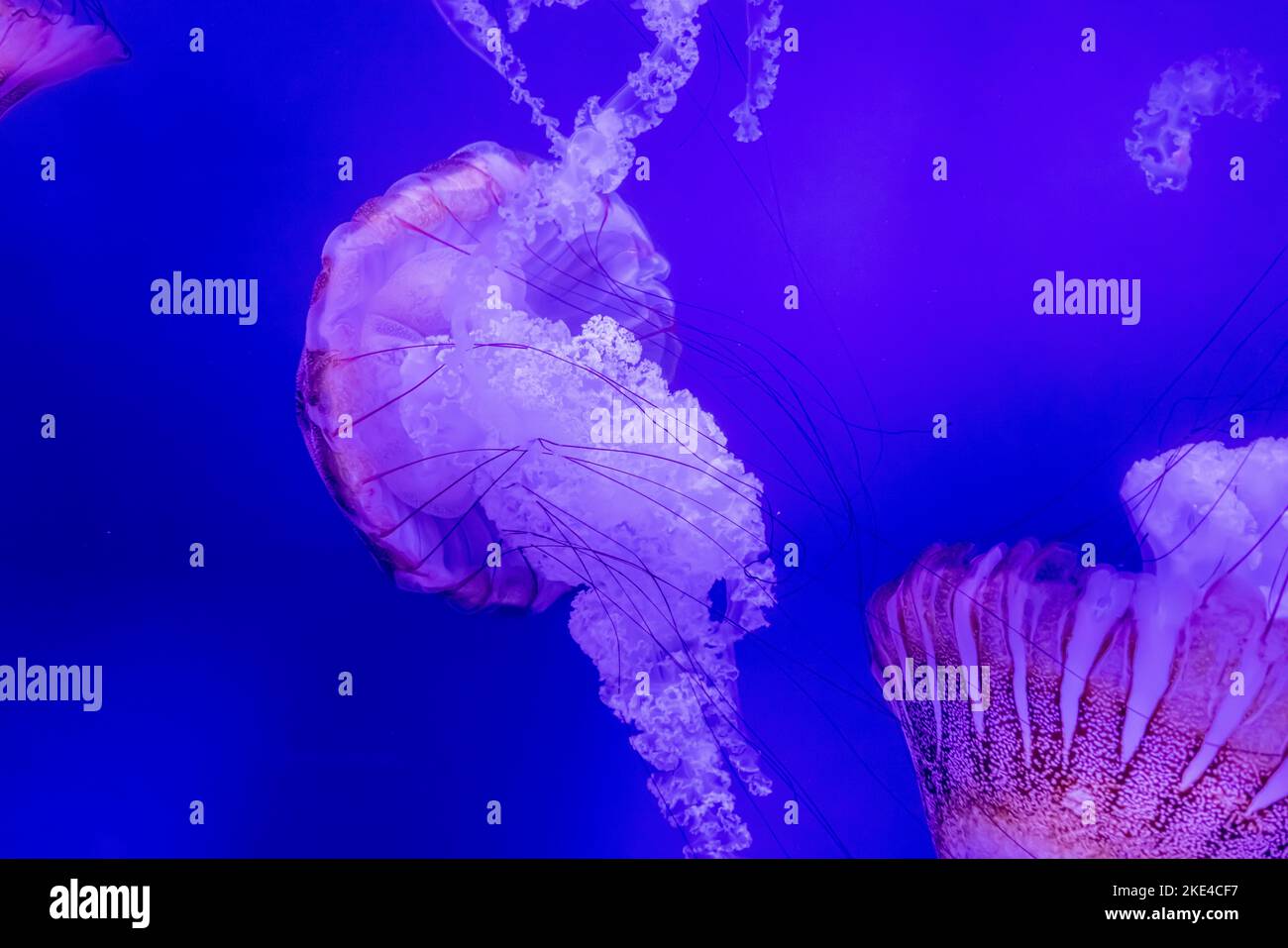 South American sea nettle (Chrysaora plocamia), species of Jelly fish ...