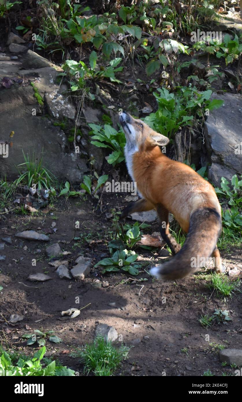 A brown orange fox looking up above Stock Photo - Alamy