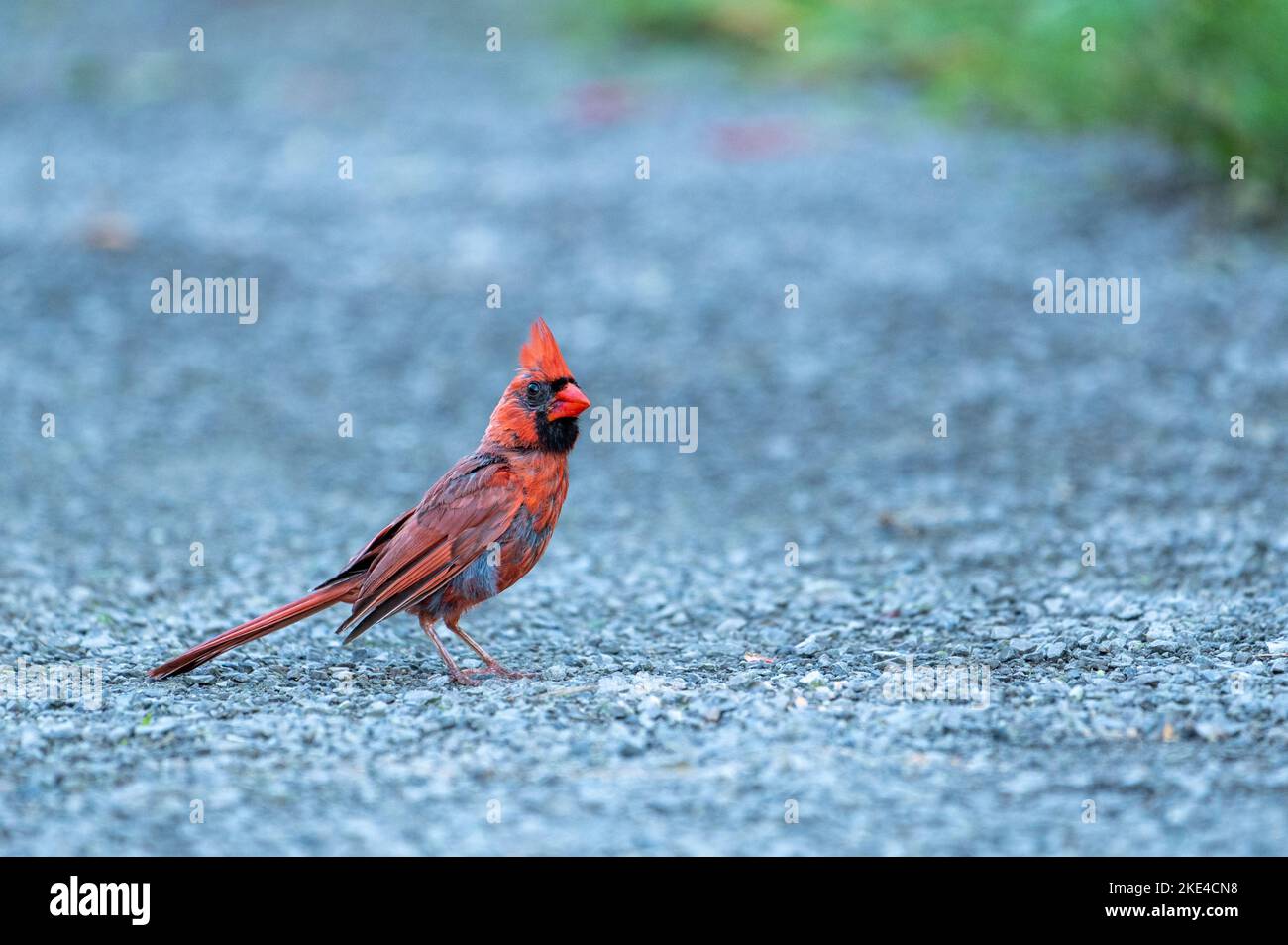 Beautiful shot cardinal bright hi-res stock photography and images - Alamy