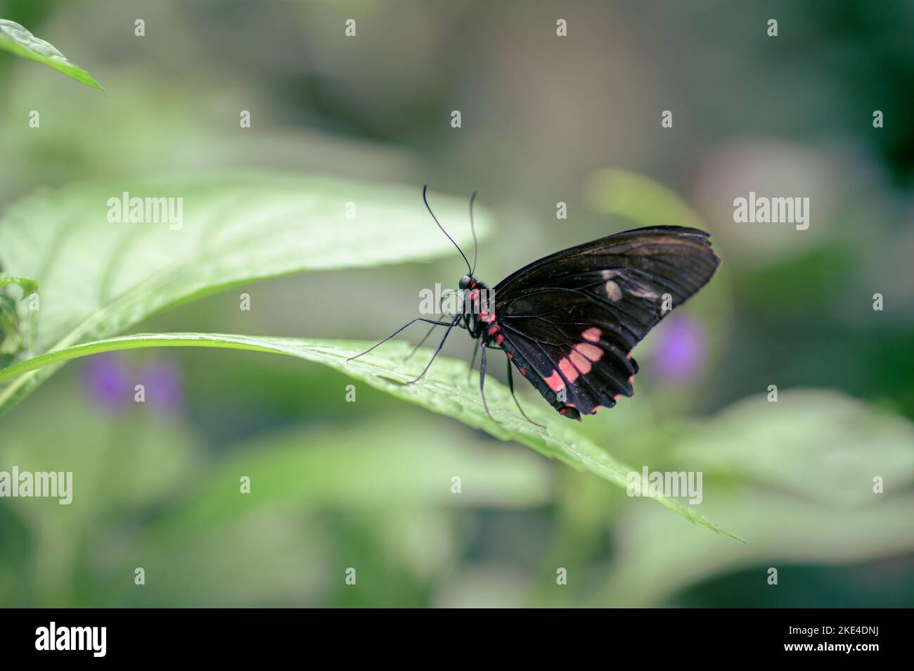 A butterfly perched on the leaf Stock Photo - Alamy