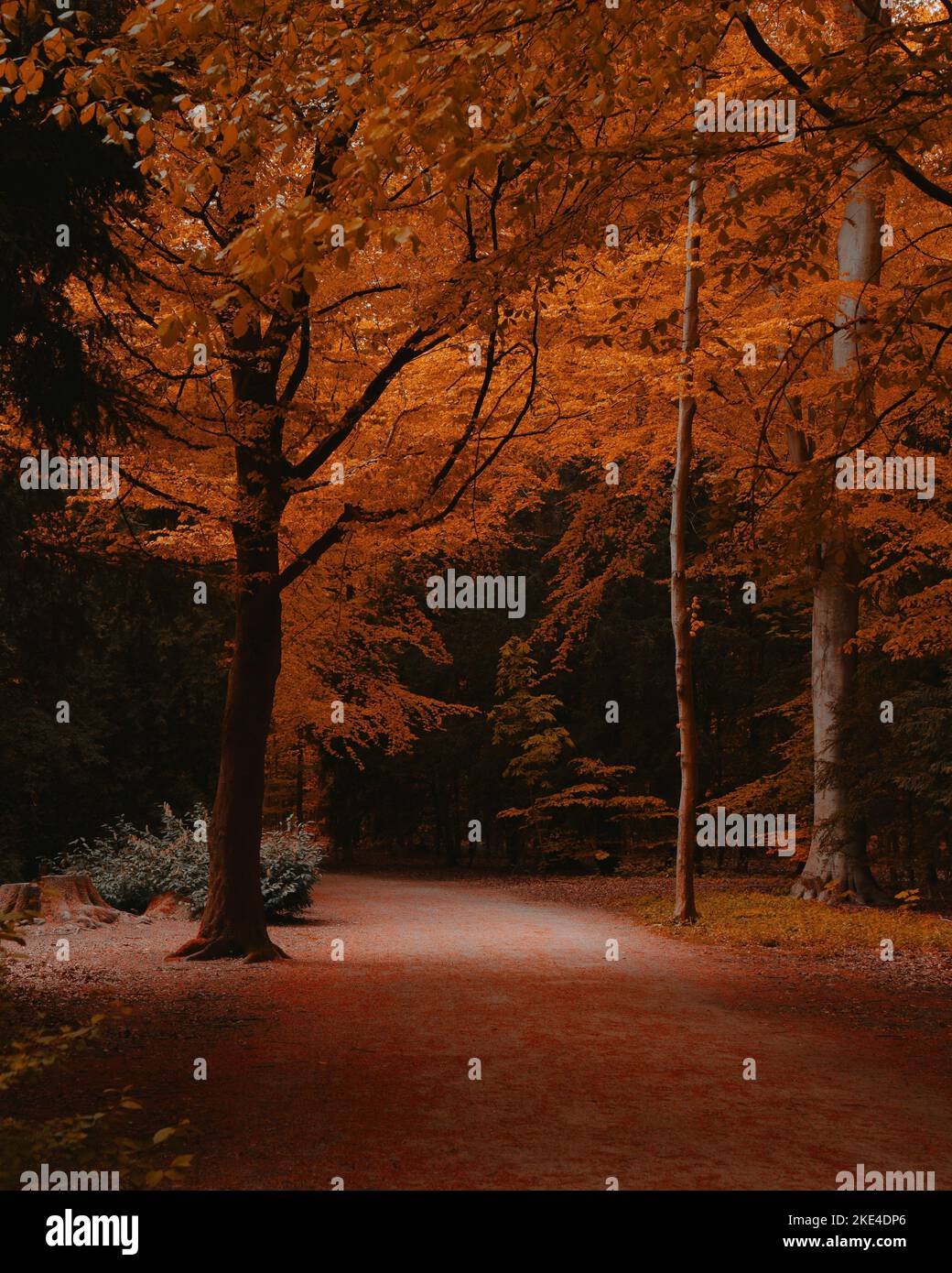 A vertical shot of a path in a park with autumn foliage at night Stock ...
